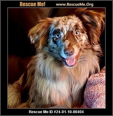 - Oklahoma Dog Rescue - ADOPTIONS - Rescue Me!