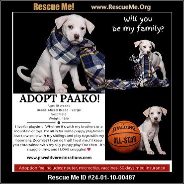 - Colorado Lab Rescue - ADOPTIONS - Rescue Me!