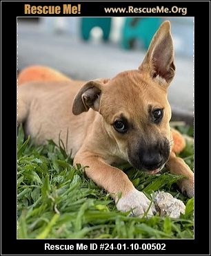 - Washington Dog Rescue - ADOPTIONS - Rescue Me!