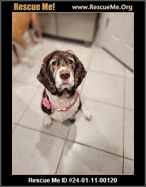 - Florida English Springer Spaniel Rescue - ADOPTIONS - Rescue Me!