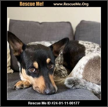 - Colorado Dog Rescue - ADOPTIONS - Rescue Me!