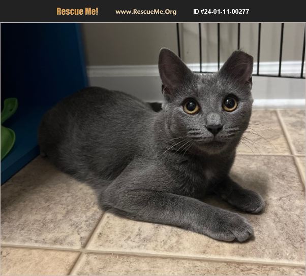 ADOPT 24011100277 ~ Russian Blue Rescue ~ Youngsville, NC