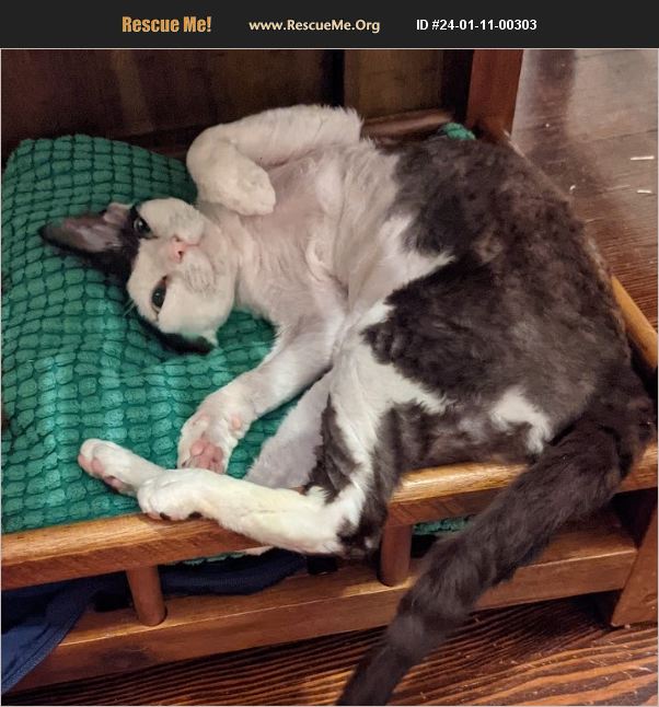 ADOPT 24011100303 ~ Devon Rex Rescue ~ Cary, NC