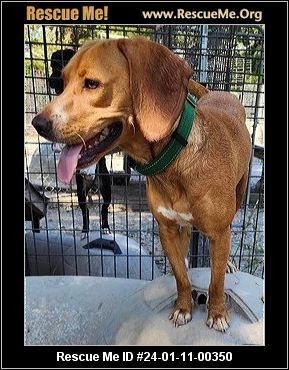 - Arkansas Dog Rescue - ADOPTIONS - Rescue Me!