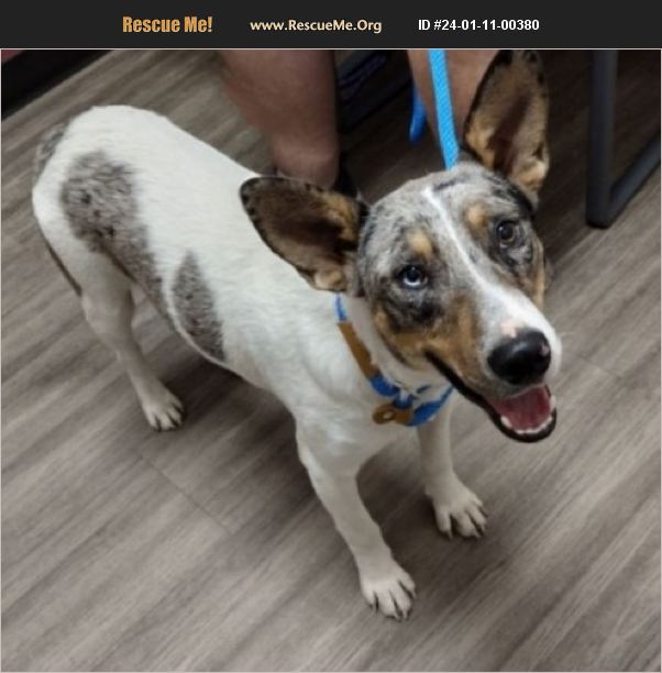 ADOPT 24011100380 ~ Australian Cattle Dog Rescue ~ Toronto, Ontario, Canada