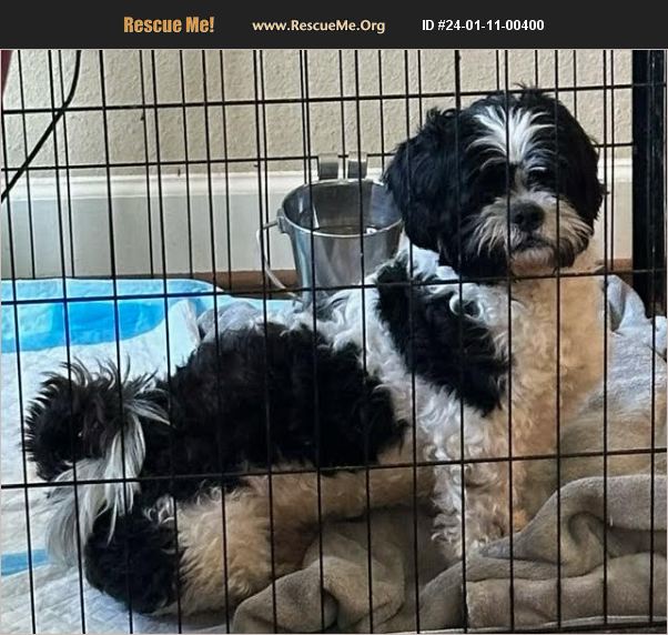 ADOPT 24011100400 ~ Shih Tzu Rescue ~ Toronto, Ontario, Canada