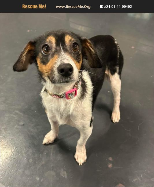 ADOPT 24011100402 ~ Jack Russell Rescue ~ Toronto, Ontario, Canada