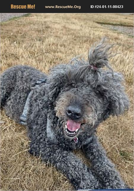 ADOPT 24011100423 ~ Poodle Rescue ~ Portland, OR