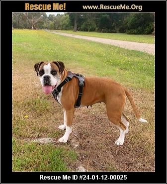 - Australia Dog Rescue - ADOPTIONS - Rescue Me!