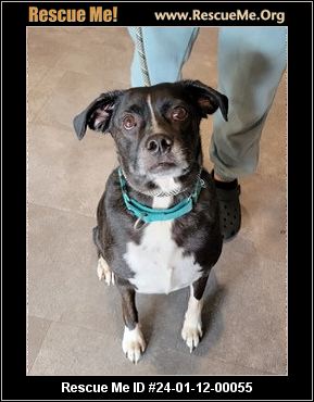 - Ohio Boston Terrier Rescue - ADOPTIONS - Rescue Me!