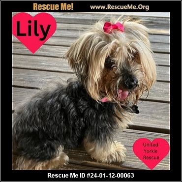 - Florida Yorkie Rescue - ADOPTIONS - Rescue Me!