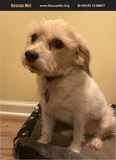 ADOPT 24011200077 ~ Yorkie Rescue ~ Abingdon, VA