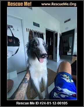 - Florida Border Collie Rescue - ADOPTIONS - Rescue Me!
