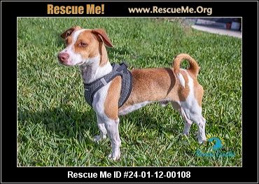 - Florida Jack Russell Rescue - ADOPTIONS - Rescue Me!