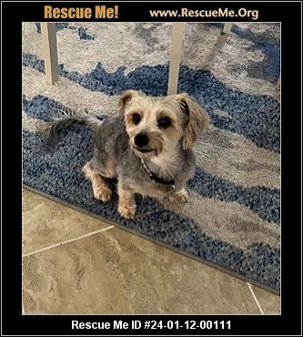 - Florida Yorkie Rescue - ADOPTIONS - Rescue Me!