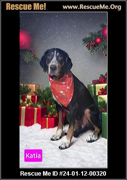 - Maryland Black and Tan Coonhound Rescue - ADOPTIONS - Rescue Me!