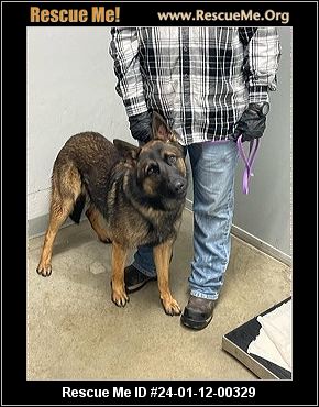 - Texas German Shepherd Rescue - ADOPTIONS - Rescue Me!