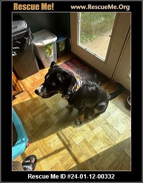 - Ohio Siberian Husky Rescue - ADOPTIONS - Rescue Me!