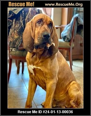 - North Carolina Bloodhound Rescue - ADOPTIONS - Rescue Me!