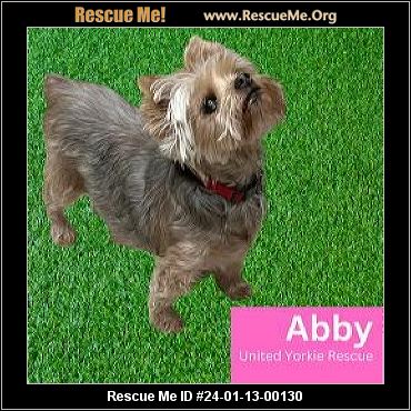 - Oklahoma Yorkie Rescue - ADOPTIONS - Rescue Me!