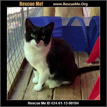 - Virginia Cat Rescue - ADOPTIONS - Rescue Me!