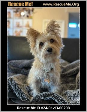 - Arizona Silky Terrier Rescue - ADOPTIONS - Rescue Me!