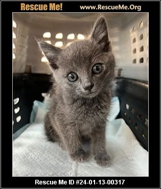 - California Russian Blue Rescue - ADOPTIONS - Rescue Me!