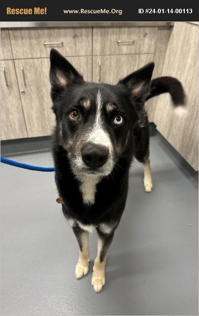 ADOPT 24011400113 ~ Siberian Husky Rescue ~ Boston, MA