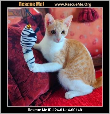 - California Cat Rescue - ADOPTIONS - Rescue Me!