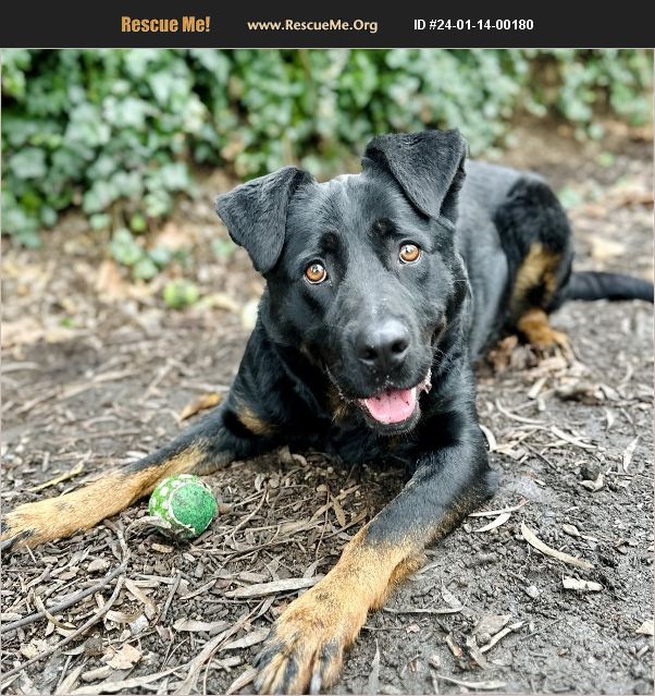 ADOPT 24011400180 ~ Rottweiler Rescue ~ Oakland, CA