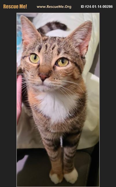 ADOPT 24011400286 ~ Domestic Cat Rescue ~ Novi, MI