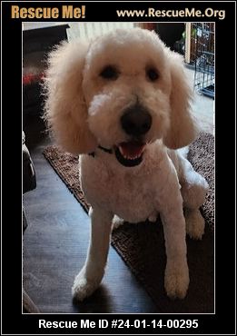 - Iowa Poodle Rescue - ADOPTIONS - Rescue Me!