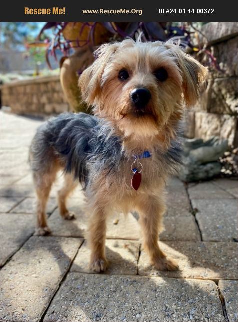 ADOPT 24011400372 ~ Yorkie Rescue ~ Pensacola, FL