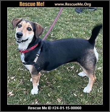 - Pennsylvania Beagle Rescue - ADOPTIONS - Rescue Me!