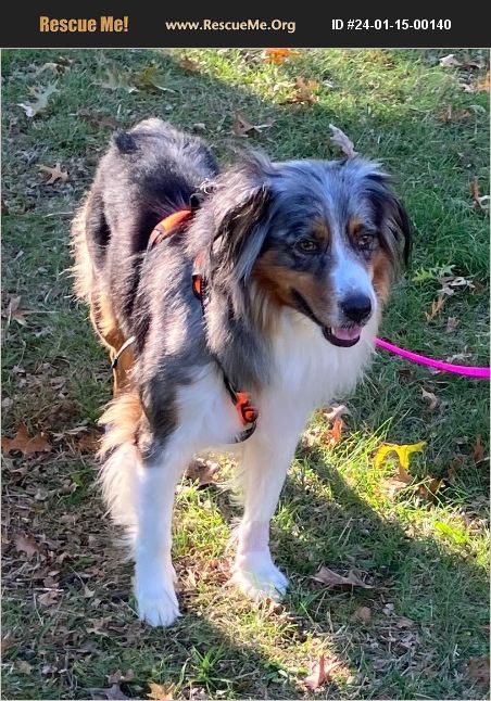 ADOPT 24011500140 ~ Australian Shepherd Rescue ~ Alexandria, VA