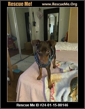 - Arizona Miniature Pinscher Rescue - ADOPTIONS - Rescue Me!
