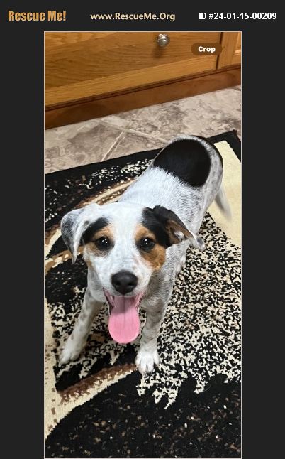 ADOPT 24011500209 ~ Jack Russell Rescue ~ Sebring, FL