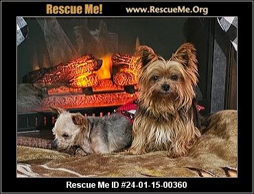 - Wisconsin Yorkie Rescue - ADOPTIONS - Rescue Me!