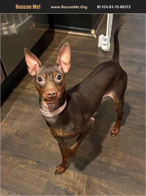 ADOPT 24011500372 ~ Miniature Pinscher Rescue ~ Benton, PA