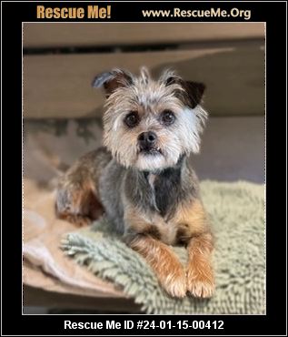 - Georgia Yorkie Rescue - ADOPTIONS - Rescue Me!