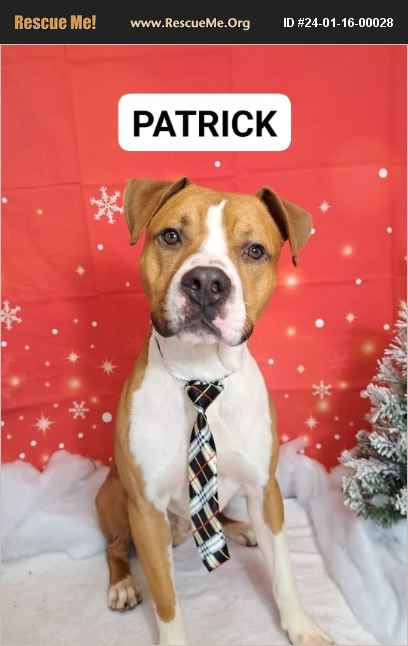 ADOPT 24011600028 ~ Pit Bull Rescue ~ New stanton, PA