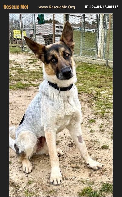 ADOPT 24011600113 ~ German Shepherd Rescue ~ Howell, NJ