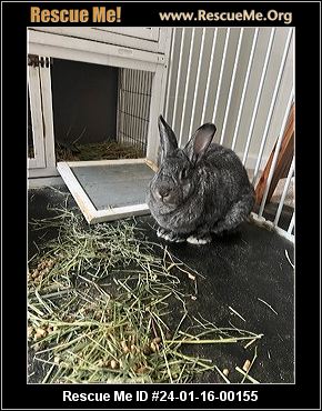 - South Carolina Rabbit Rescue - ADOPTIONS - Rescue Me!