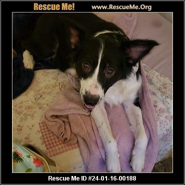 - Georgia Border Collie Rescue - ADOPTIONS - Rescue Me!