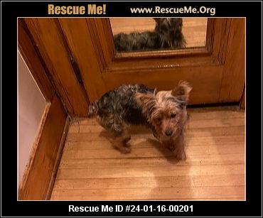 - Michigan Yorkie Rescue - ADOPTIONS - Rescue Me!