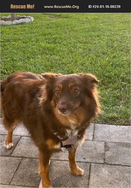 ADOPT 24011600239 ~ Border Collie Rescue ~ WEST PALM BEACH, FL