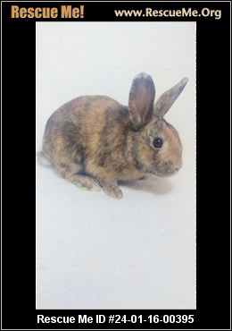- California Rabbit Rescue - ADOPTIONS - Rescue Me!
