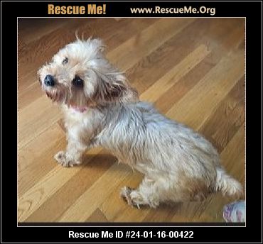 - Virginia Yorkie Rescue - ADOPTIONS - Rescue Me!