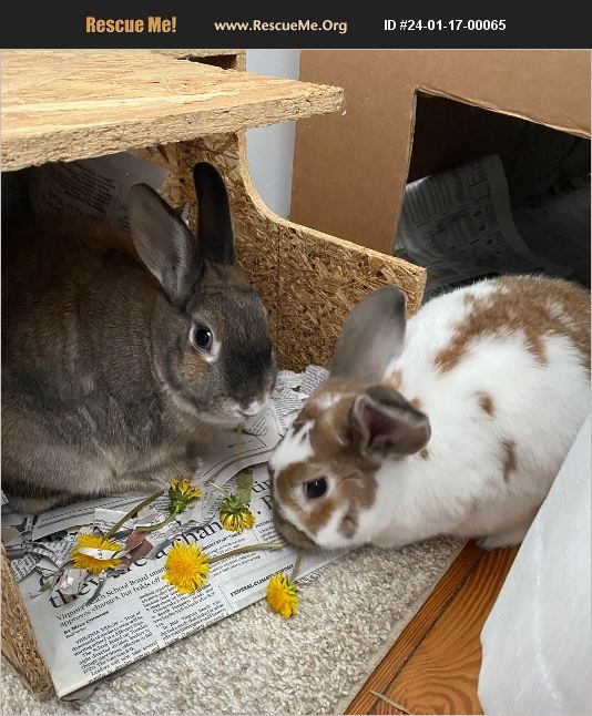 ADOPT 24011700065 ~ Rabbit Rescue ~ Richmond, VA