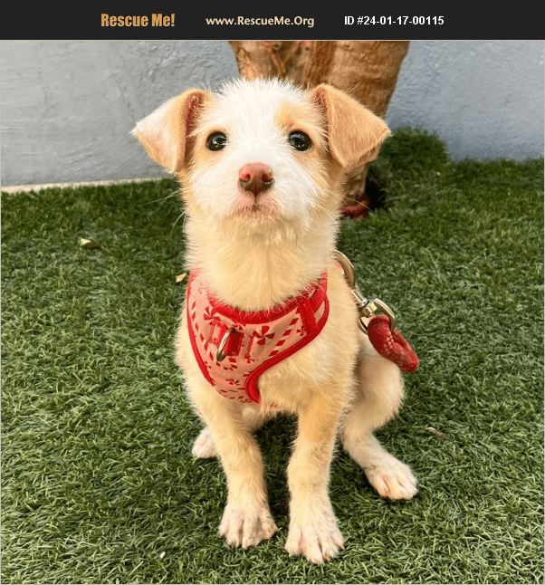 ADOPT 24011700115 ~ Portuguese Water Dog Rescue ~ Carlsbad, CA